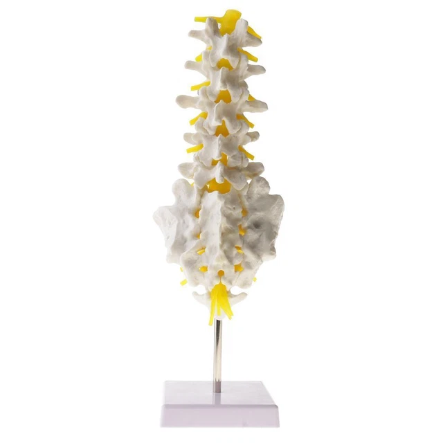 ANATOMICAL HUMAN SPINE Model Lumbar Vertebrae w/Sacrum Coccyx Skeleton ...