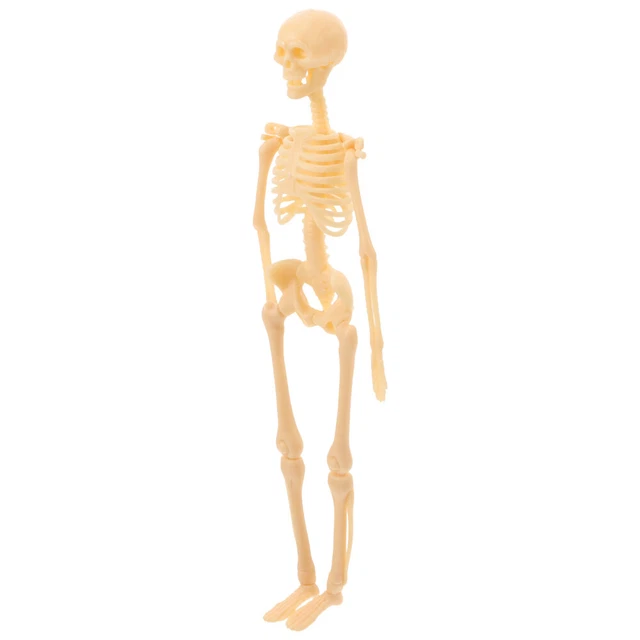 HUMAN SKELETON MODEL Skeleton Action Figure Anatomy Skeleton Model For ...