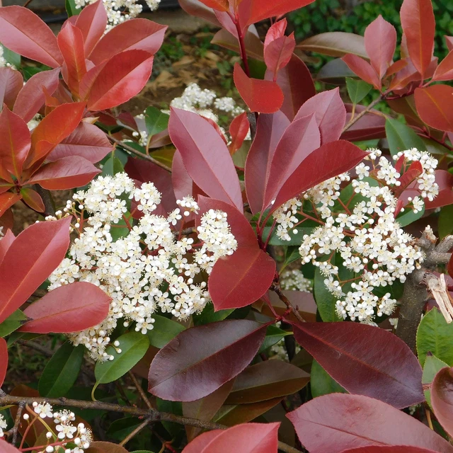 FOTINIA PHOTINIA X fraseri Red Robin pianta da siepe in vaso ø24 cm h ...