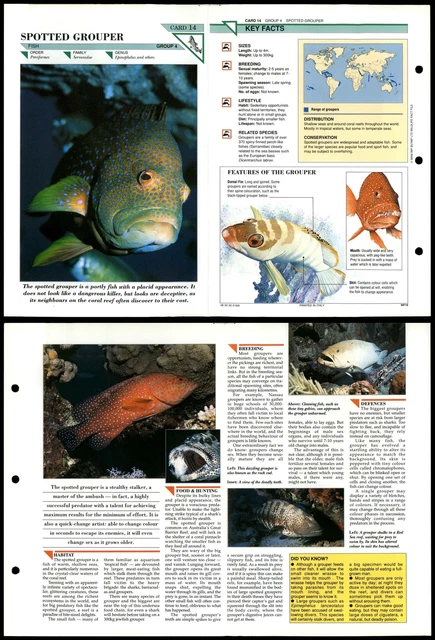 SPOTTED GROUPER #14 Fish Wildlife Fact File Fold-Out Card £1.99 ...
