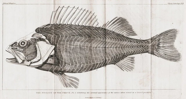 PERCH BARSCHE FISCH fish anatomy Skelett skeleton Lithographie Cuvier ...