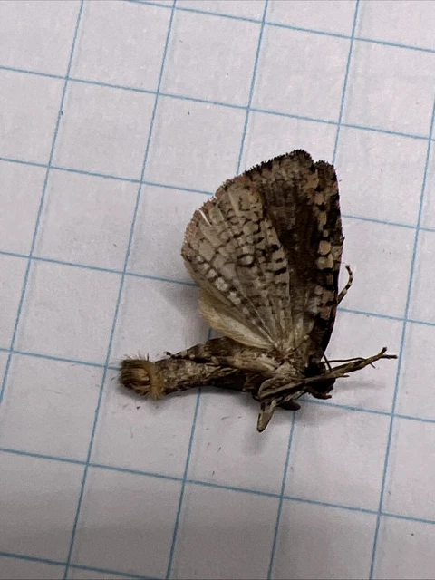 TORTRICIDAE ARCHIPS ALBERTA? RARE!! TOR 001 Collected 2025 Saskatchewan ...