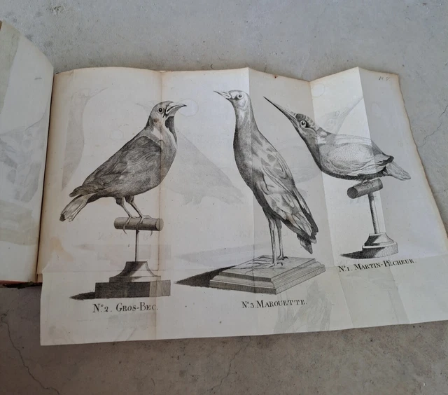 L'ART D'EMPAILLER LES oiseaux - superbes planches - 1802 - MOUTON ...
