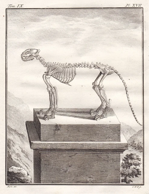 GRAVURE D'ENGRAVING DE Squelette De Léopard Panther Buffon 1780 EUR 24 ...