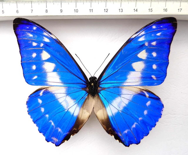 MORPHO CYPRIS SSP.LIMONENSIS Männchen, Costa Rica, Atlantic side, M2/11 ...