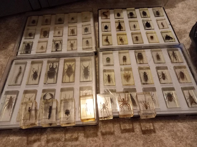 NATIONAL GEOGRAPHIC REAL Life Bugs And Insects in Resin Collection 64 ...