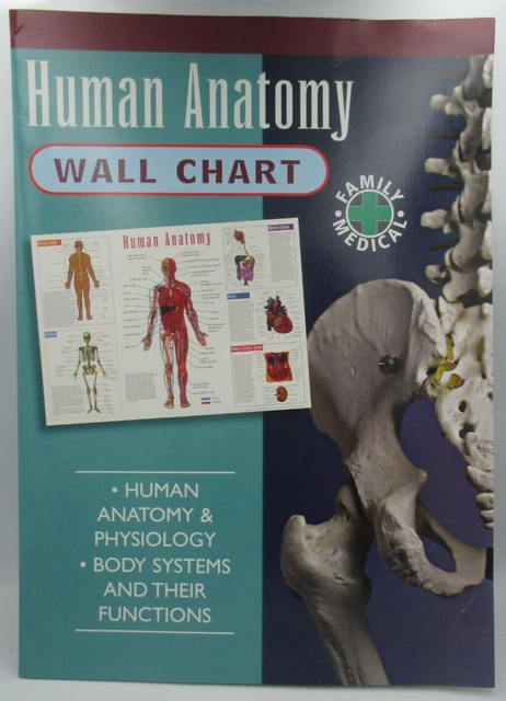 HUMAN ANATOMY WALL Chart £3.00 - PicClick UK
