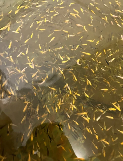 KOI CARP FRY. x100 baby koi carp fry 6-8 WO koi fry carp mix of types ...