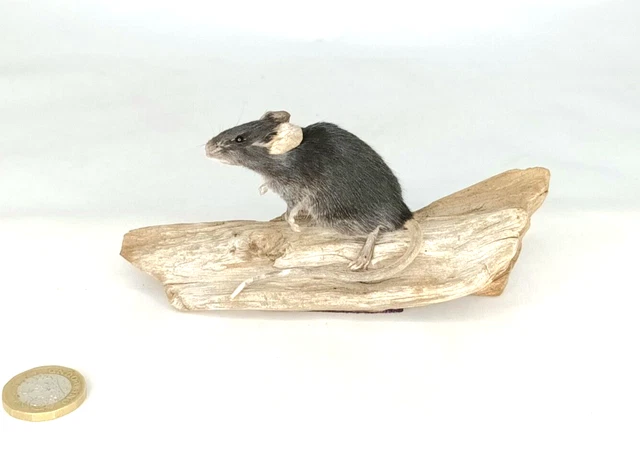 TAXIDERMY DOMESTIC BLACK Mouse. Log no 139. Standing On Driftwood ...
