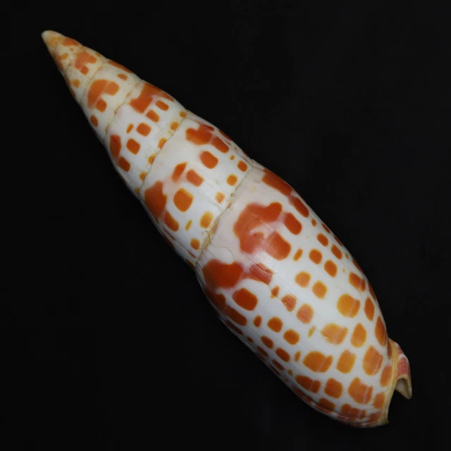 MITRA MITRA 150.3MM sea shells seashells MS1416 EUR 28,52 - PicClick IT