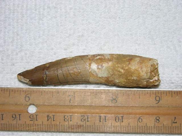 DINOSAUR FOSSIL TOOTH Spinosaurus Cretaceous Era bigger 3.25 inch long ...