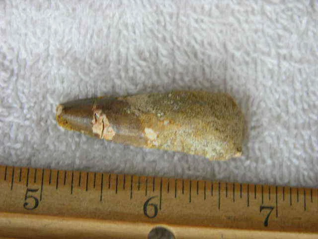 DINOSAUR FOSSIL TOOTH Spinosaurus Cretaceous Era bigger 1.5-2 inch long ...