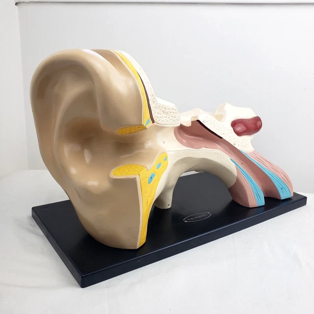 VTG MEDICAL SCHOOL Anatomical Human Ear Teaching Model Display– NYSTROM ...