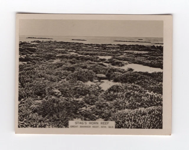 #82 STAG’S HORN Reef, Great Barrier Reef, Queensland Cigarette Card ...