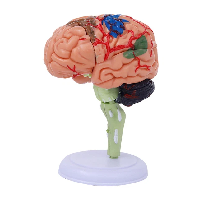 HUMAN BRAIN MODEL Anatomy Science Student 4D Disassembled Anatomically ...