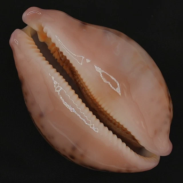 LEPORI CYPRAEA MAPPA mappa 70.9mm 2014B4 Sea Shells Seashells £9.95 ...