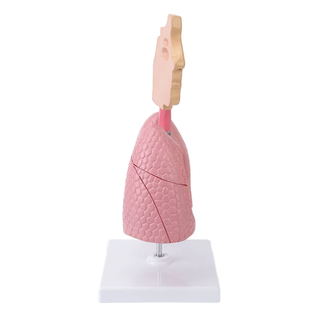 MODÈLE DE SYSTÈME Respiratoire Avec Cœur Amovible Poumon Humain ...