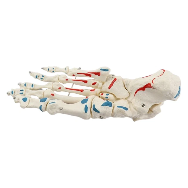 LIFE SIZE COLORED Foot Anatomy Model Anatomy Diagram for Teaching ...
