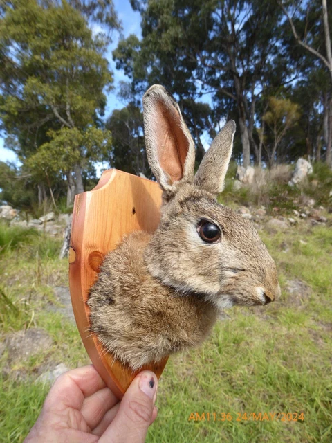 TAXIDERMY CUTE AUSTRALIAN Rabbit shoulder mount timber shield fur ...