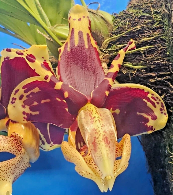 THG ORCHID COOL growing Stanhopea nigroviolacea X self on a Tree Fern ...