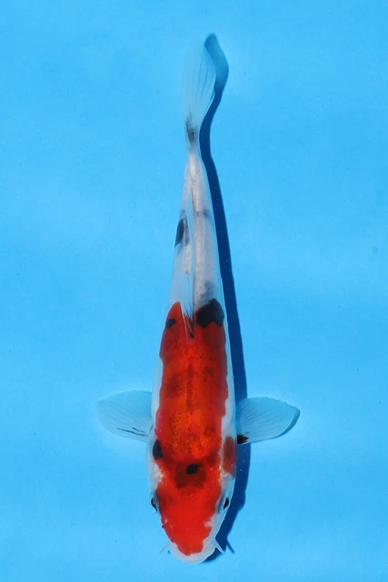 JAPANESE KOI CARP - Hq Doitsu Sanke 12-14Cm - Courier Available ...