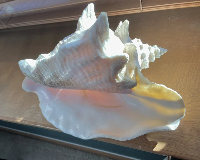 VINTAGE LARGE NATURAL Queen Conch Seashell Sea Shell Horned Beach Decor ...