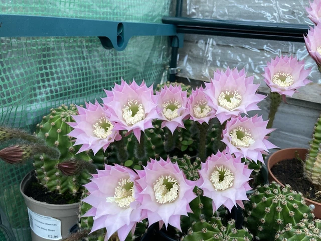 ECHINOPSIS EYRIESII cactus Easter Lilly Stunning Pink Flowers All ...