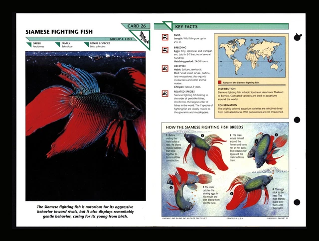 SIAMESE FIGHTING FISH Wildlife Fact File Fish Animal Card Home School ...