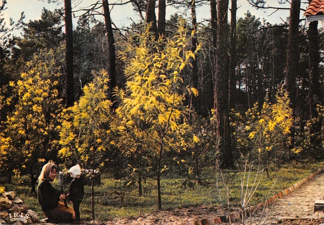 17 ILE D Oleron Les Mimosas En Fleurs EUR 6,50 - PicClick FR