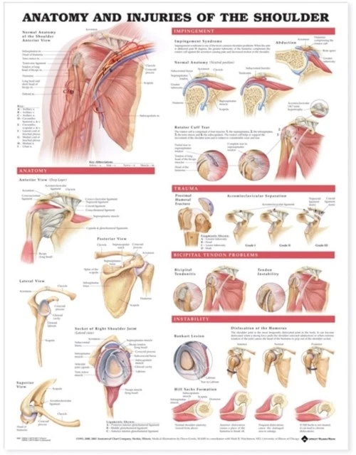 ANATOMY AND INJURIES of the Shoulder Anatomical Chart (Wallchart) £18. ...