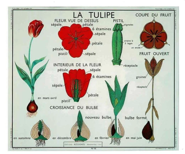 CARTE EXPO AFFICHE scolaire Set de Table la Tulipe la plante fleur ...