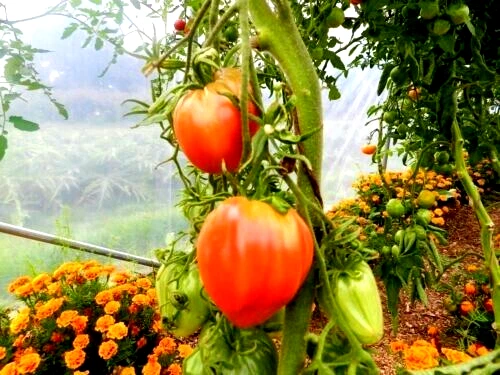 50 GRAINES TOMATE Bio coeur de boeuf bio véritable de mon jardin en ...