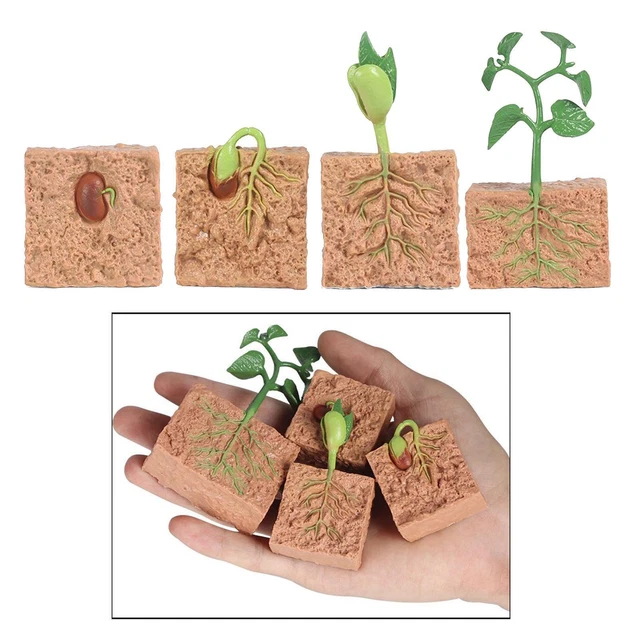 LIFE CYCLE OF a Green Bean Plant, Cycle de la Vie d'une Plante Soja ...