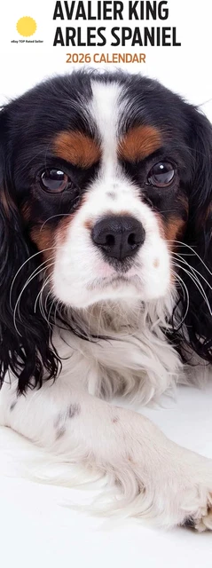 CAVALIER KING CHARLES 2026 Slim Calendar £10.77 - PicClick UK