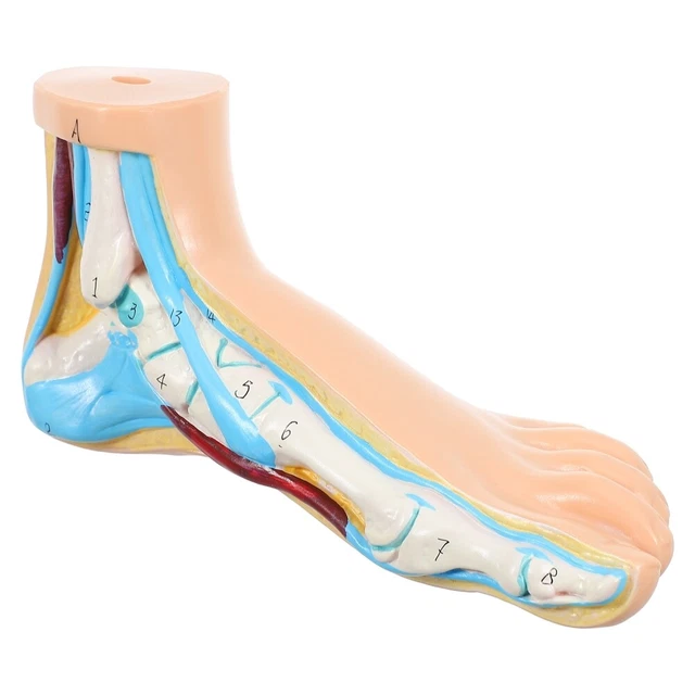TEACHING NORMAL FOOT Model Normal Foot Anatomy Model Hospital Normal ...