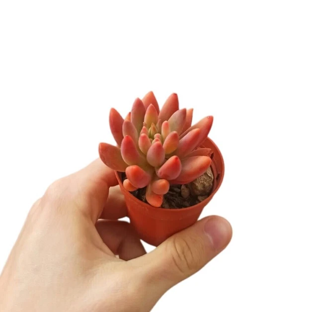 GRAPTOSEDUM DANIEL-SAN POT5CM Succulente Succulent Piante Grasse Cactus ...