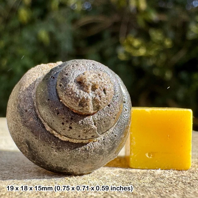 FOSSIL GASTROPOD - bathrotomaria reticulata, jurassic, blackhead ...