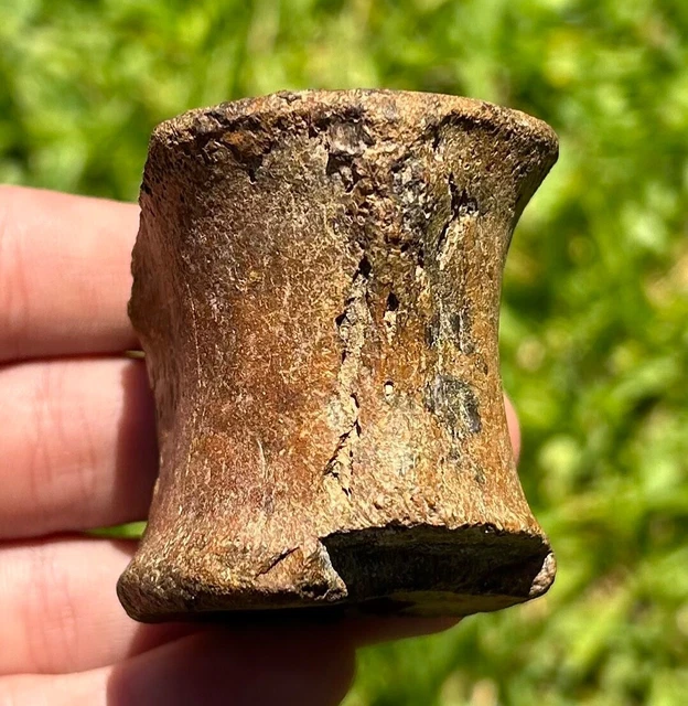 NIGER FOSSIL DINOSAUR Vertebrae Bone Sarcosuchus Kryptops Eocarcharia ...