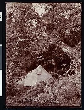 TENT UNDERNEATH OAK trees near Monte Rio on the Russian River Cali ...