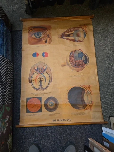 LARGE ADAM ROUILLY Canvas Roll-up “The Human Eye” Anatomical Chart (c ...