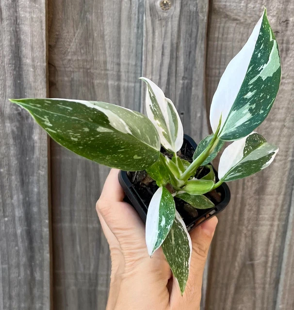 PHILODENDRON WHITE WIZARD - Variegated Indoor Outdoor Plant - Aroid ...