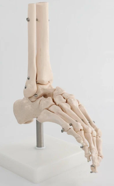 LIFE SIZE FOOT Ankle Joint Anatomical Skeleton Model Medical Display ...