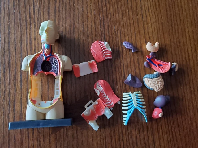 LEARNING RESOURCES HUMAN Body Anatomy Model STEM, 31 Pieces £10.76 ...