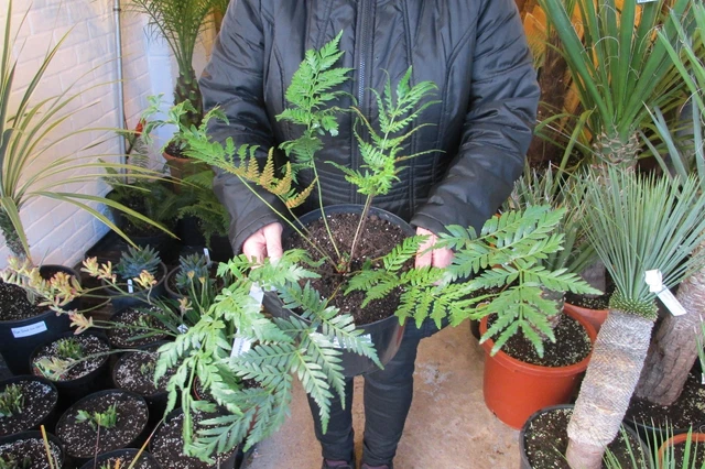 5 LITRE KING fern or Todea Barbara / crepe fern rarely offered Hardy ...