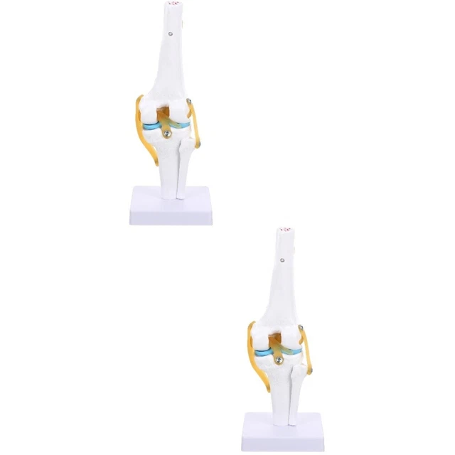 2 PACK JOINT Model Pvc Human Knee Anatomy Hospital Teaching Instrument ...