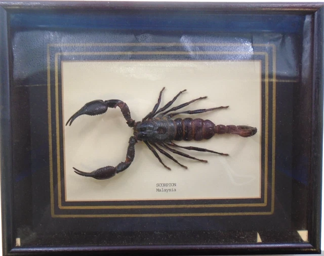 MALAYSIAN FOREST SCORPION ( Heterometrus Spinifer ) In Display Box £9. ...