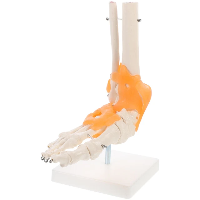 FOOT SKELETON ARTICULATED Joints Model Human Anatomy Feet Real Person £ ...