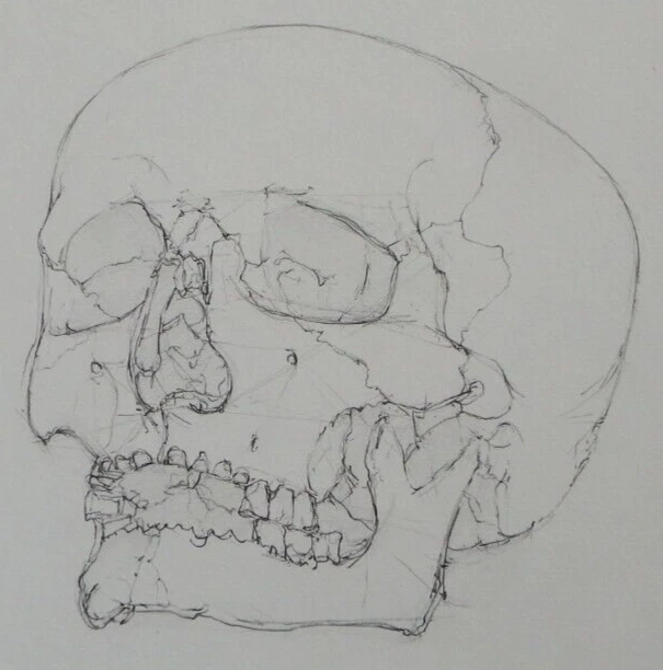 ORIGINAL SMALL SCALE linear pencil drawing on paper of a human skull £ ...