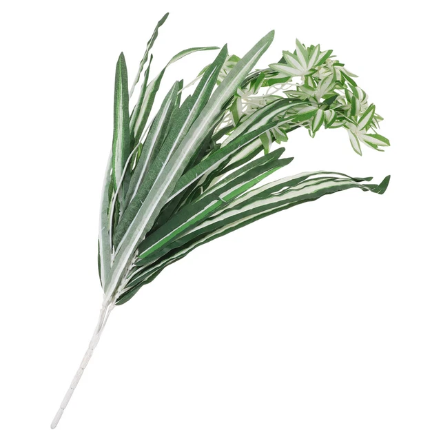 PIANTA RAGNO SIMULATA Vite False Gambi Orchidea Falsi Clorofito EUR 9 ...