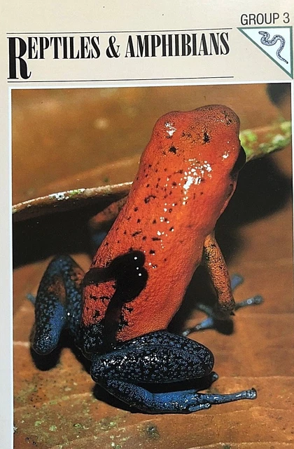 WILDLIFE-FACT-FILE-REPTILES & AMPHIBIANS-WILD Animals-School-Nature ...